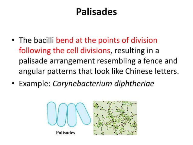 structureofbacteriaandclassificationofbacteria-210215092557.pdf