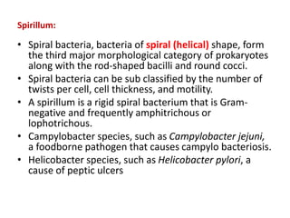 structureofbacteriaandclassificationofbacteria-210215092557.pdf