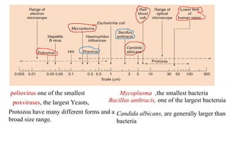 Structure of bacteria .ppt good educational service | PPT
