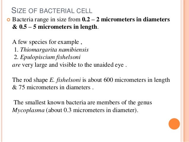 Structure of bacterial cell