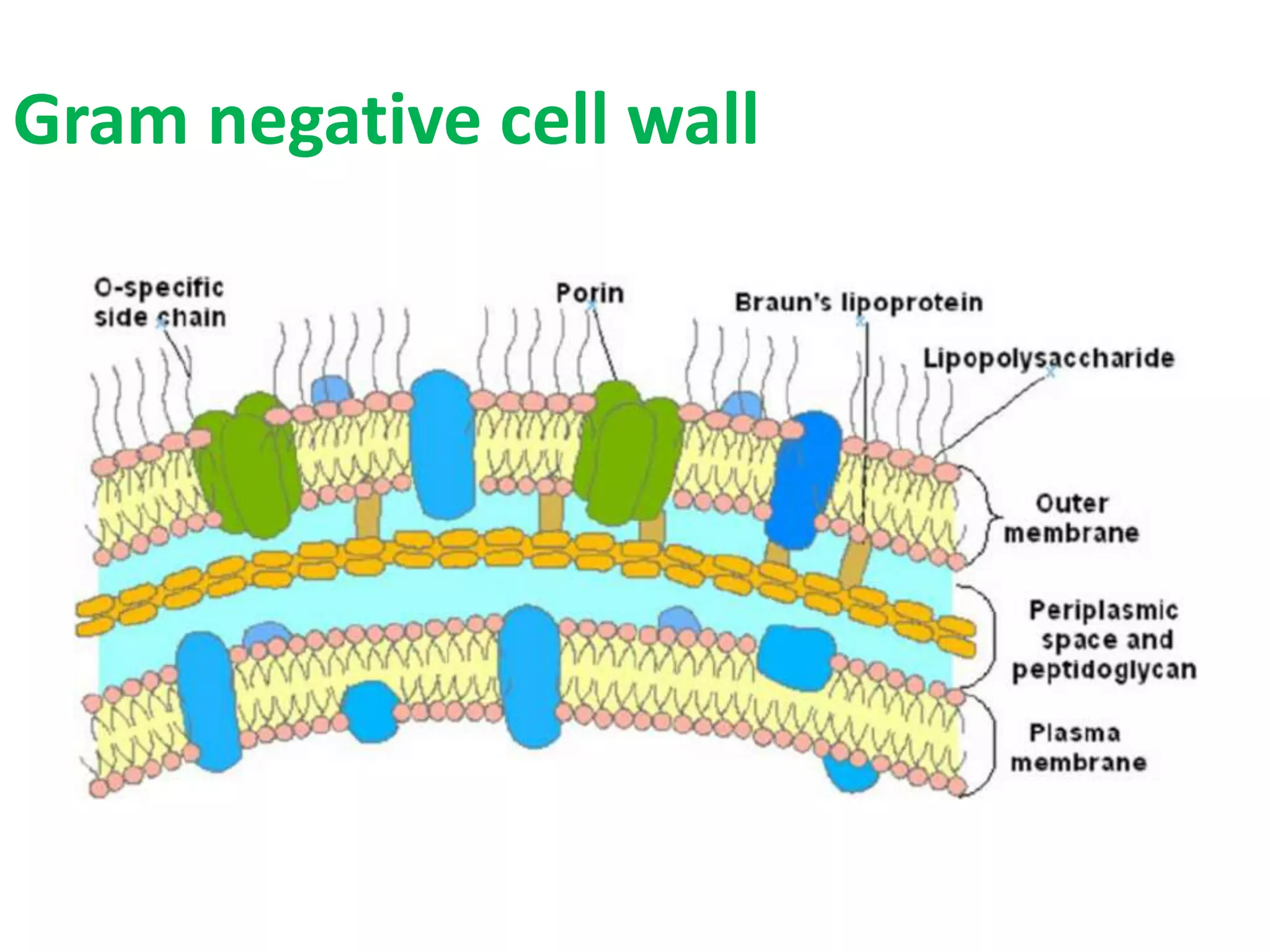 Structure of bacterial cell | PPTX