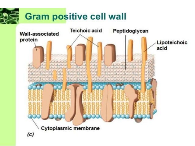 Structure of bacterial cell | PPTX