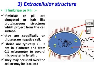 Structure of bacterial cell | PPTX