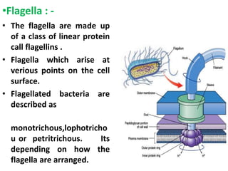 Structure of bacterial cell | PPTX