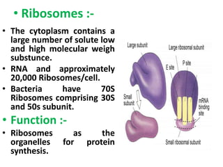 Structure of bacterial cell | PPTX