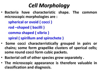 Structure of bacterial cell | PPTX