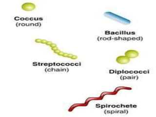 Structure of bacterial cell | PPTX