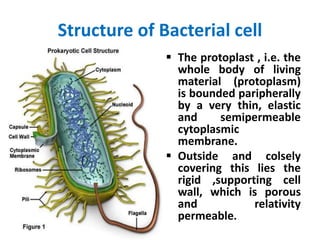 Structure of bacterial cell | PPTX