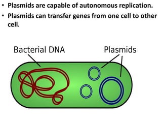 Bacterial Dna Structure