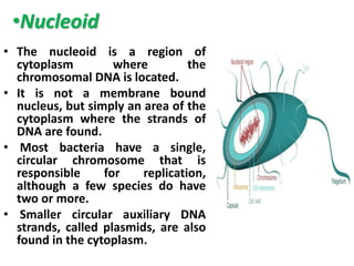 structureofbacterialcell-180806181503 (1).pdf