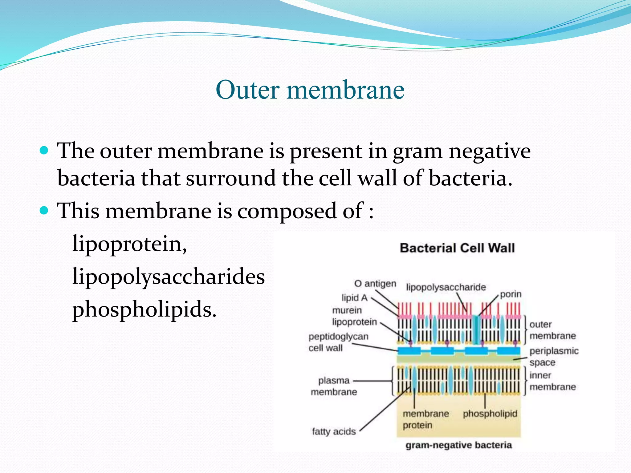 Structure of bacterial cell | PPTX