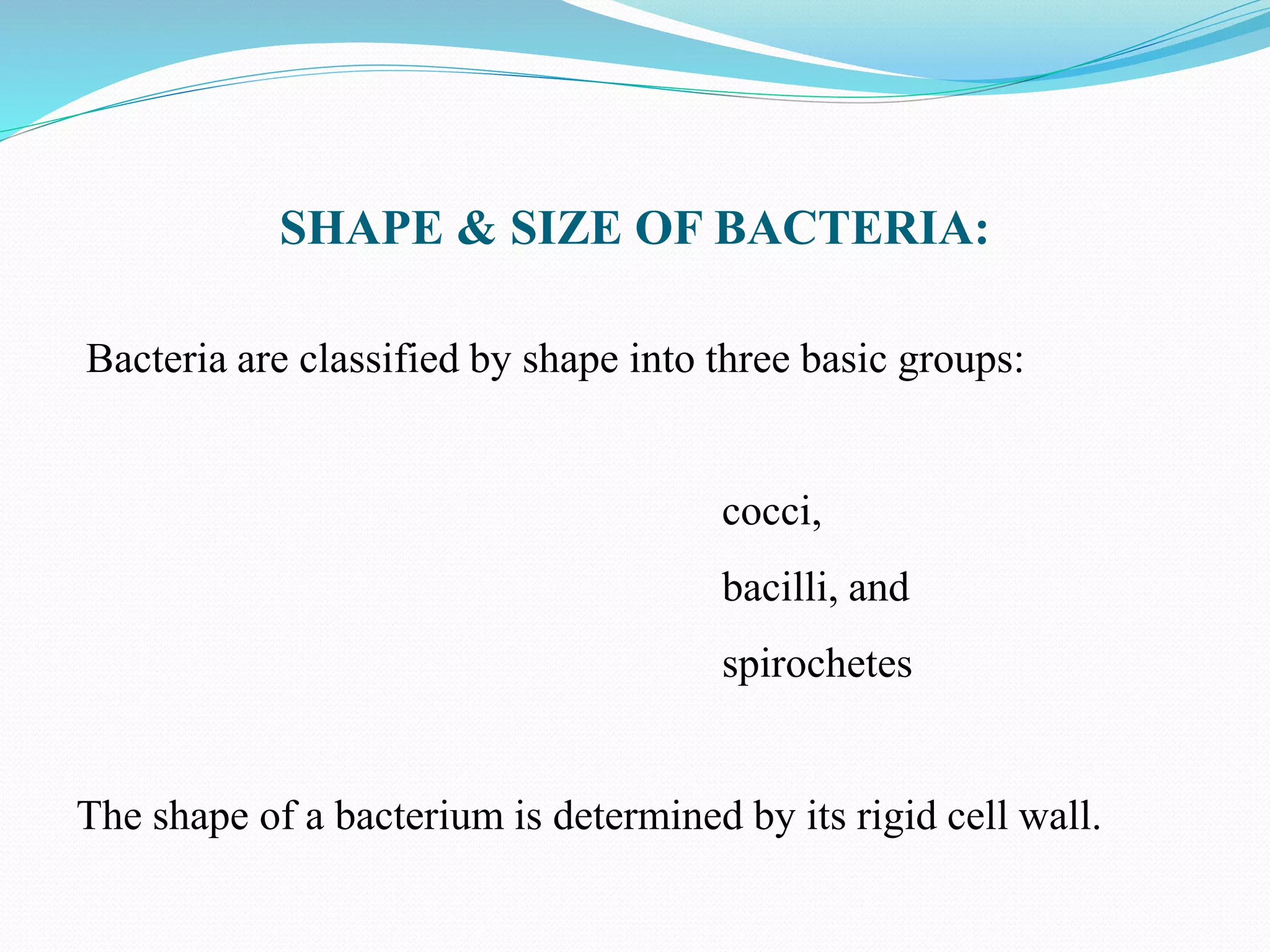Structure of bacterial cell | PPTX