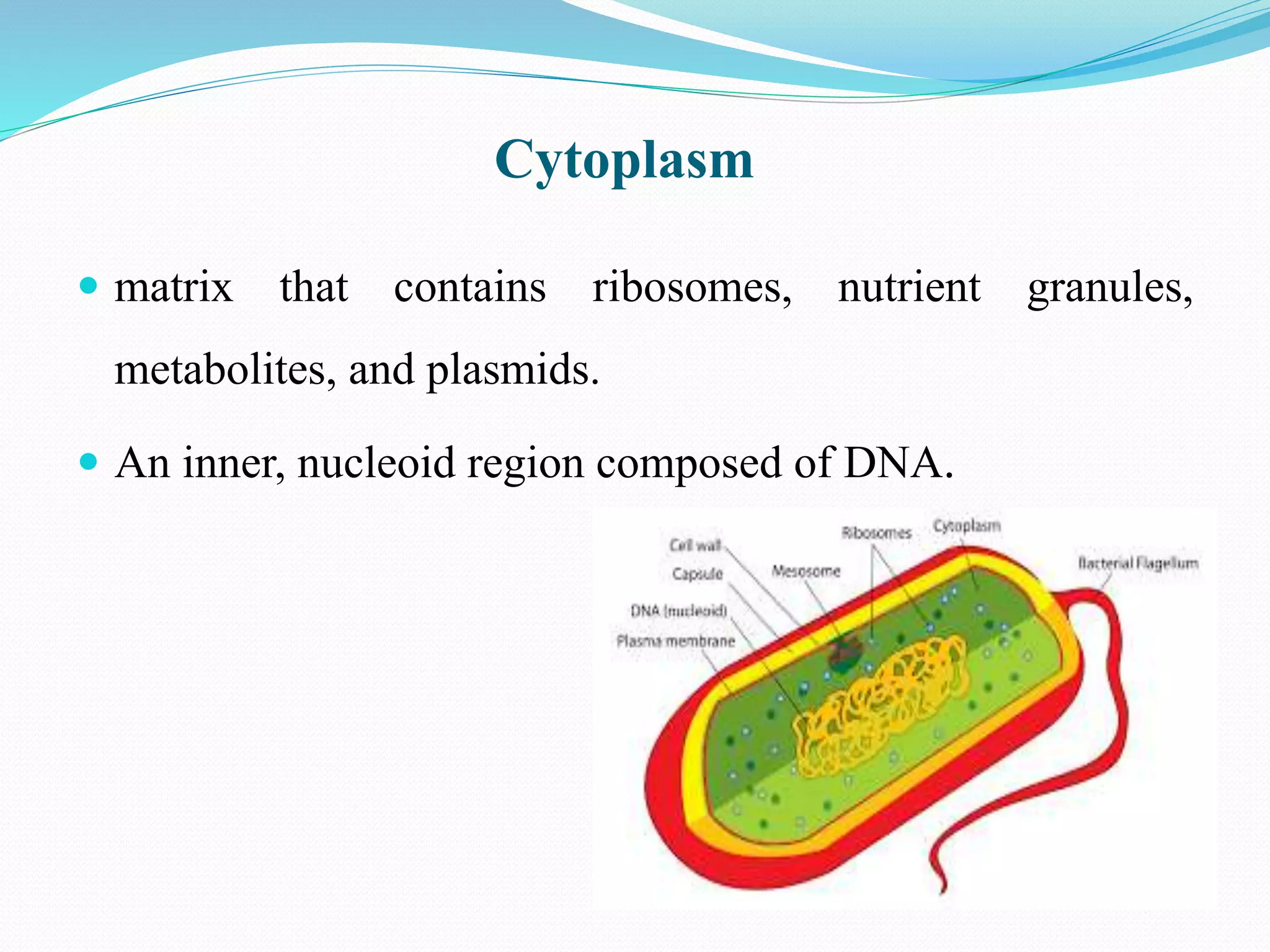 Structure of bacterial cell | PPTX