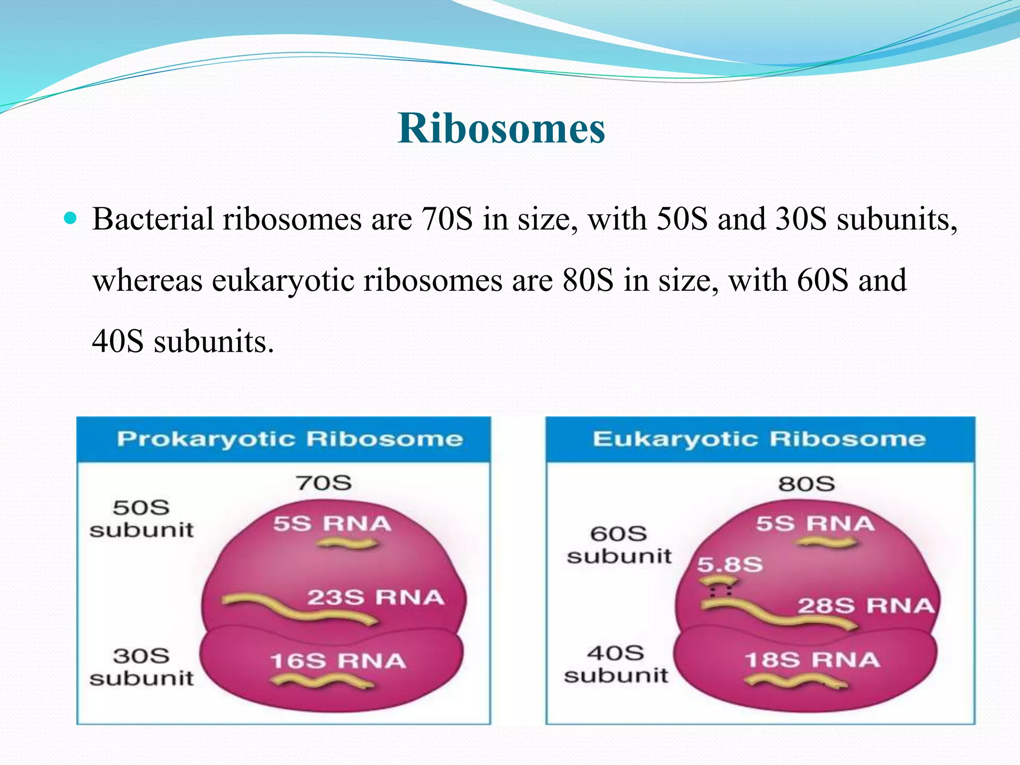 Structure of bacterial cell | PPTX