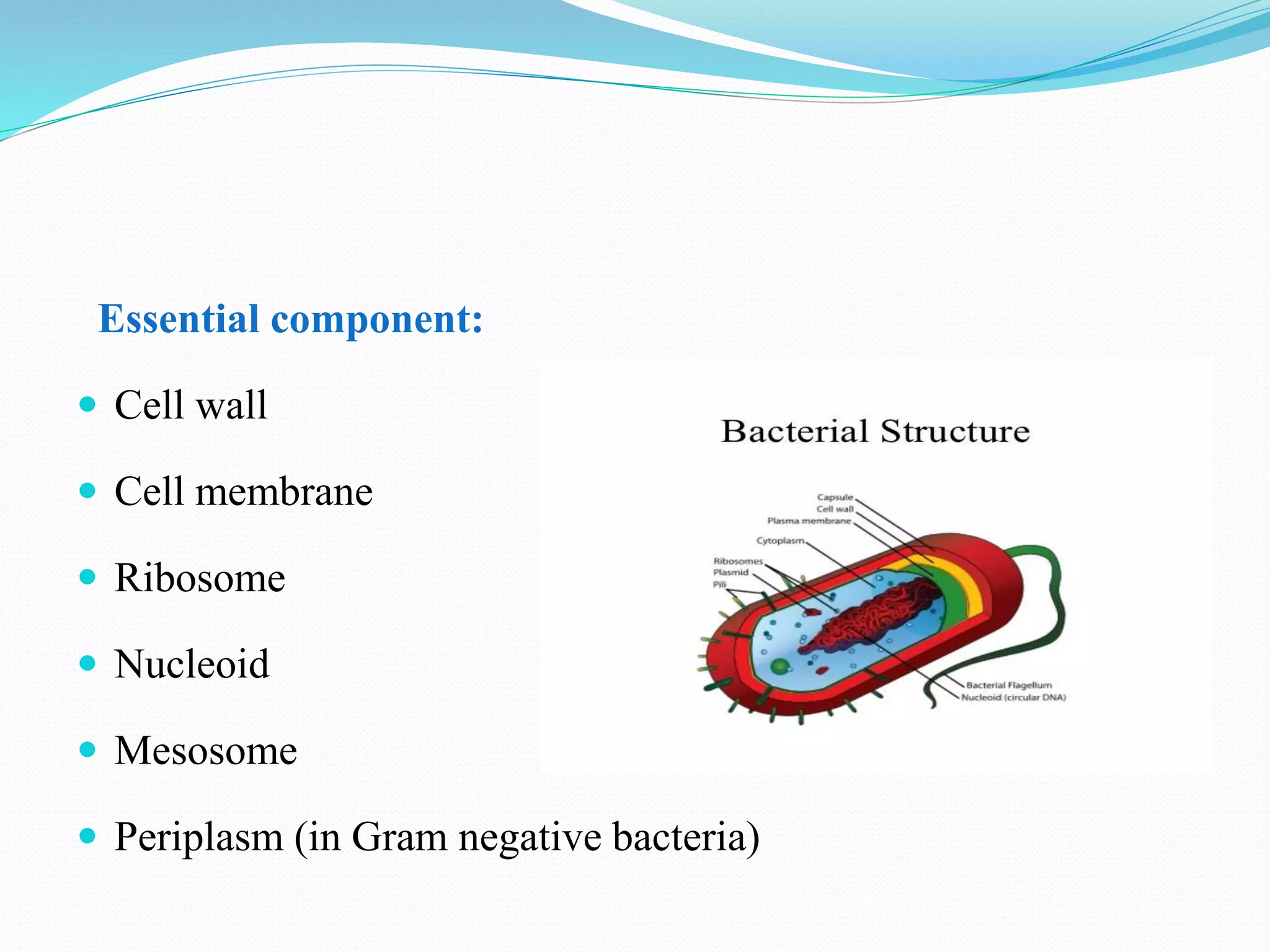 Structure of bacterial cell | PPTX