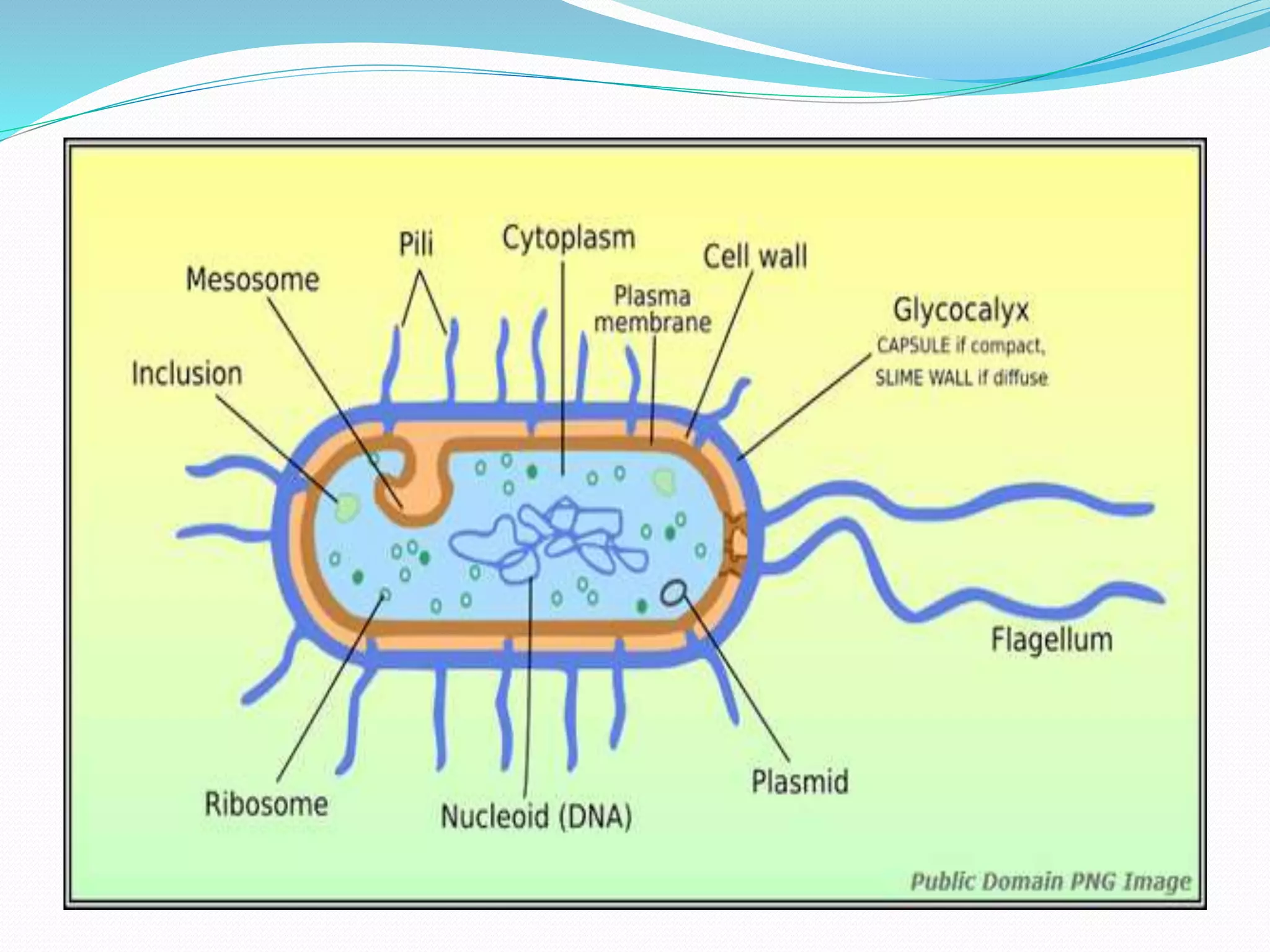 Structure of bacterial cell | PPTX