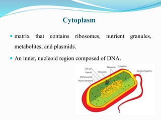 Structure of bacterial cell | PPTX