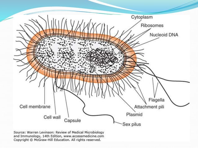 Structure of bacterial cell | PPTX