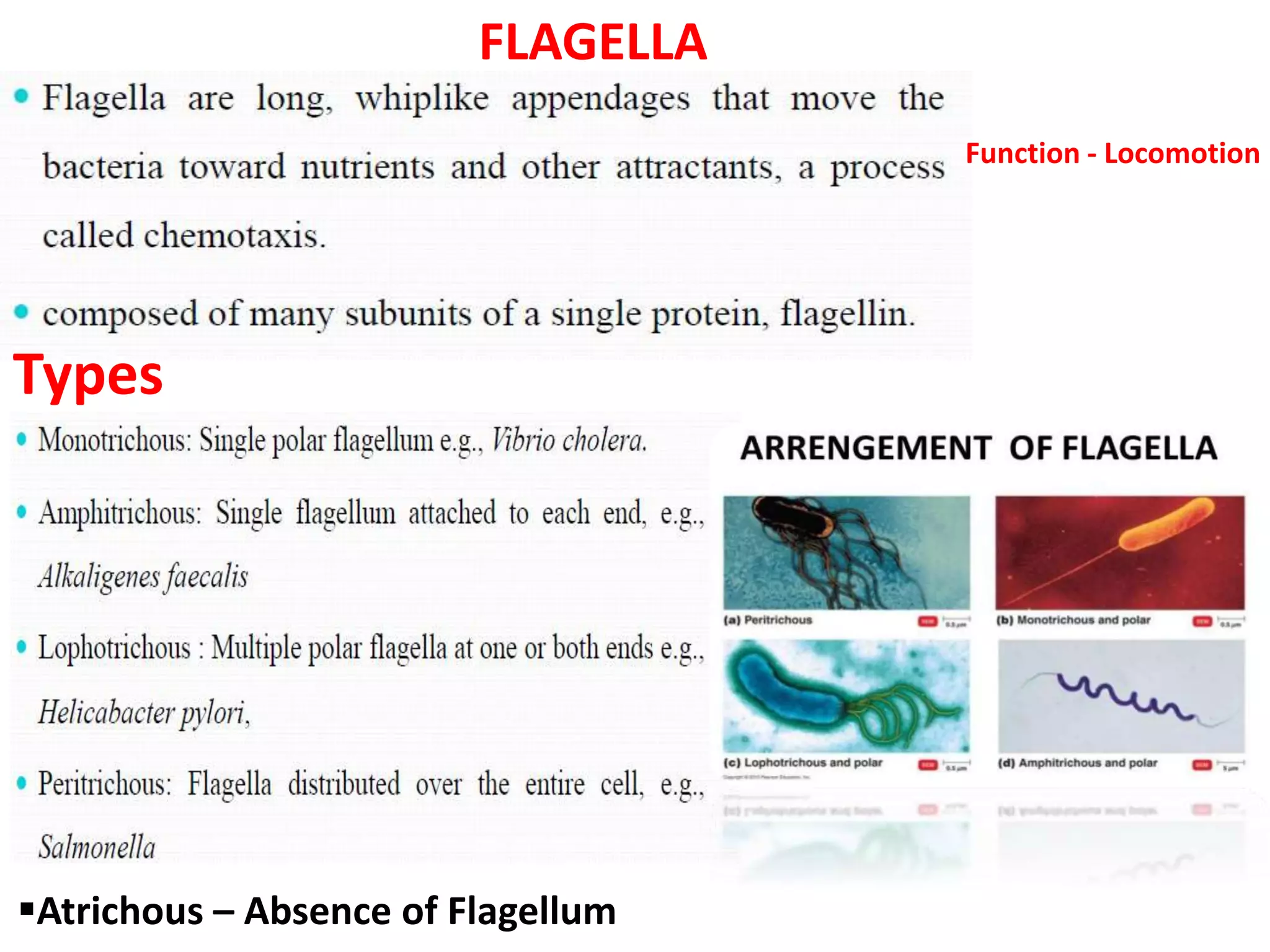 Structure of bacterial cell | PPT