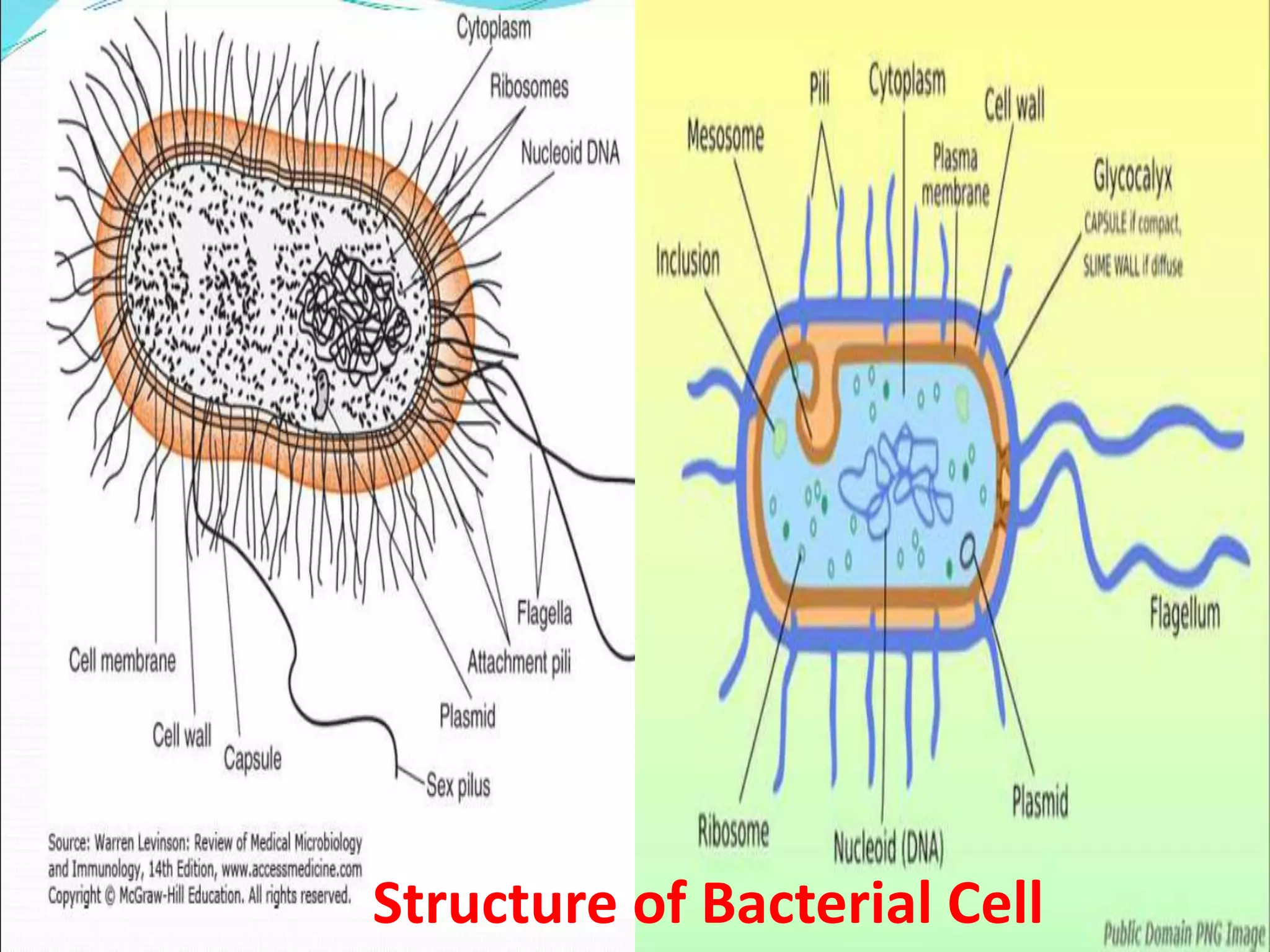 Structure of bacterial cell | PPT