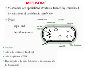 Structure of bacterial cell | PPT