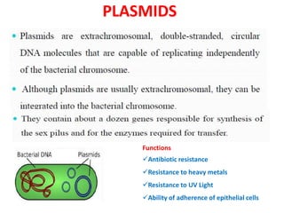 Structure of bacterial cell | PPT