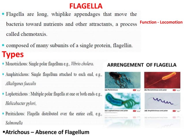 Structure of bacterial cell | PPT | Biological Sciences | Science