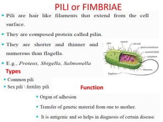 Structure of bacterial cell | PPT