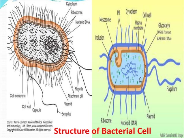 Structure of bacterial cell | PPT | Biological Sciences | Science