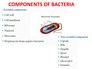 Structure of bacterial cell | PPT