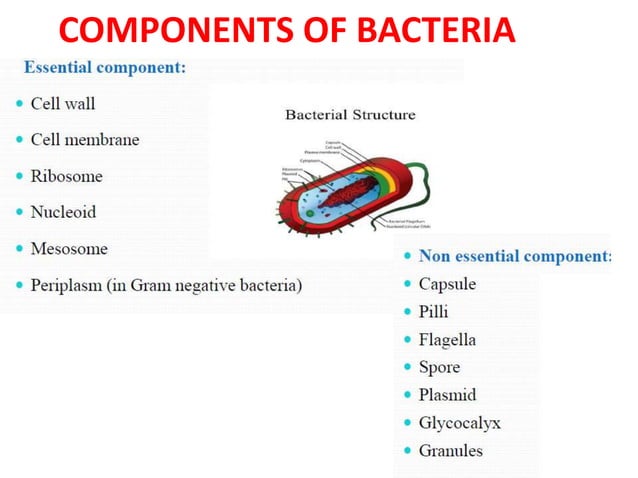 Structure of bacterial cell | PPT | Biological Sciences | Science