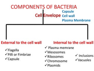 Structure of bacterial cell | PPT