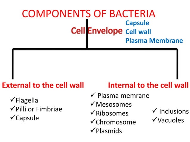 Structure of bacterial cell | PPT | Biological Sciences | Science
