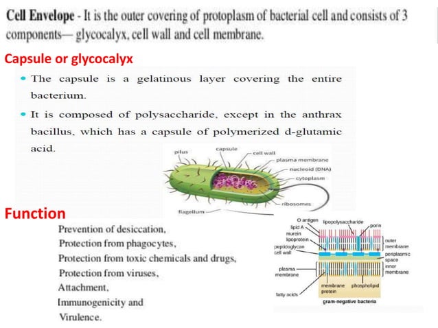 Structure of bacterial cell | PPT | Biological Sciences | Science