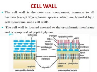 Structure of bacterial cell | PPT