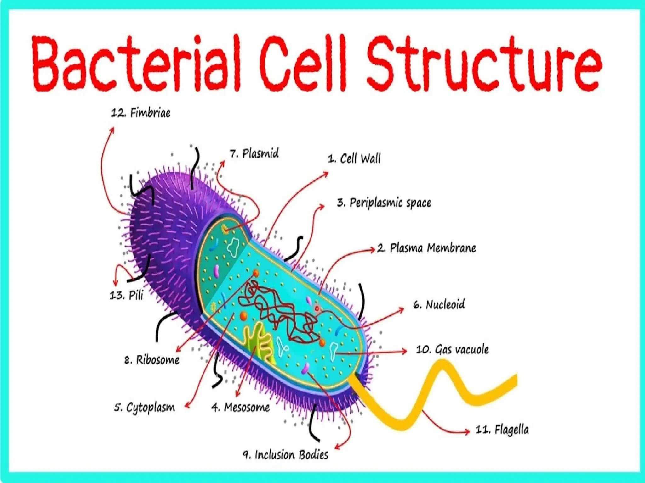 Structure of bacterial cell-An overview..pptx