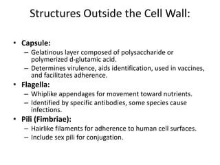 Structure of Bacterial Cells and shape.pptx