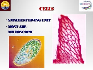 Structure of bacterial, plant and animal cells | PPT