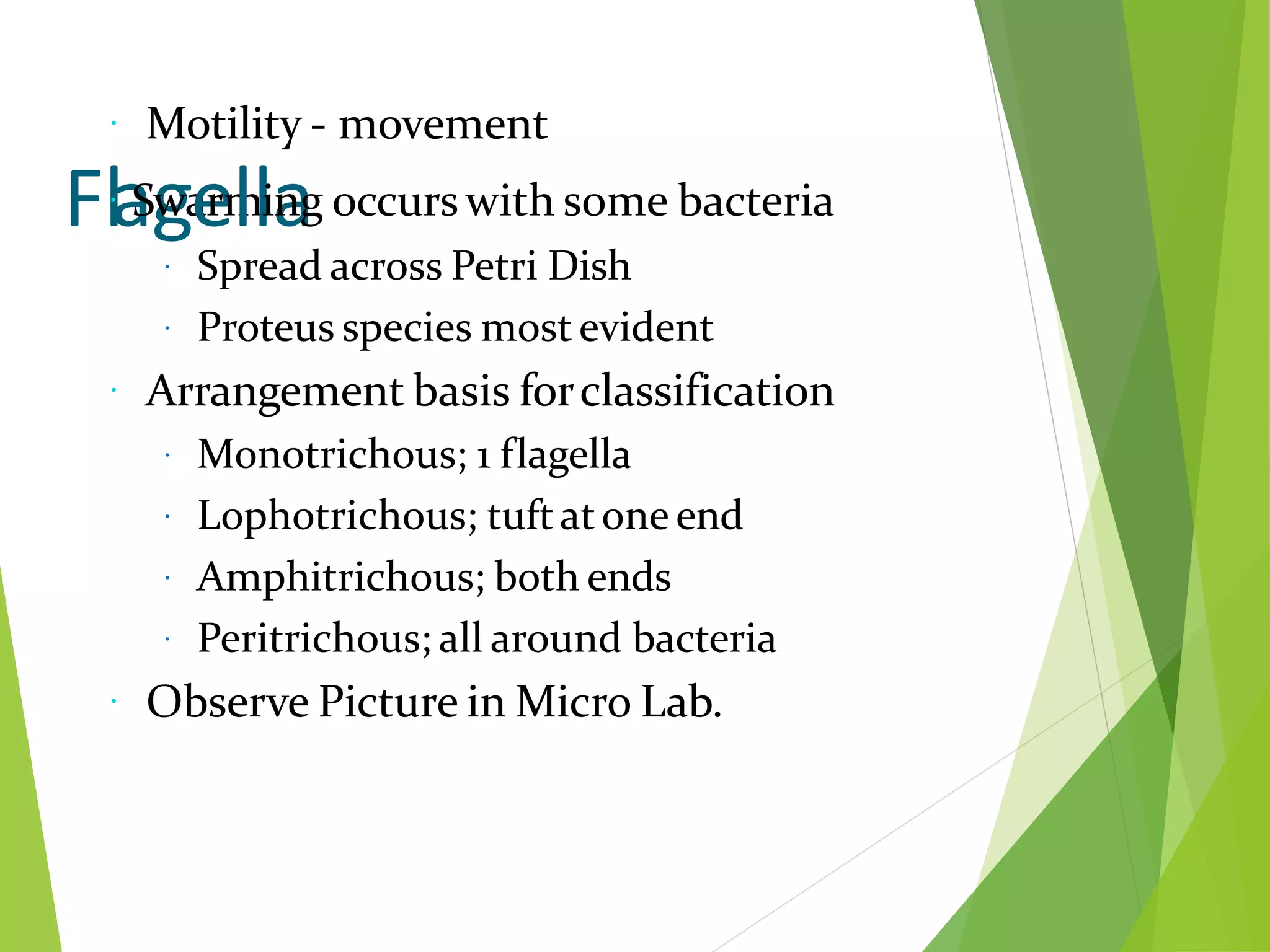 structure of bacteria PPT N.pptx
