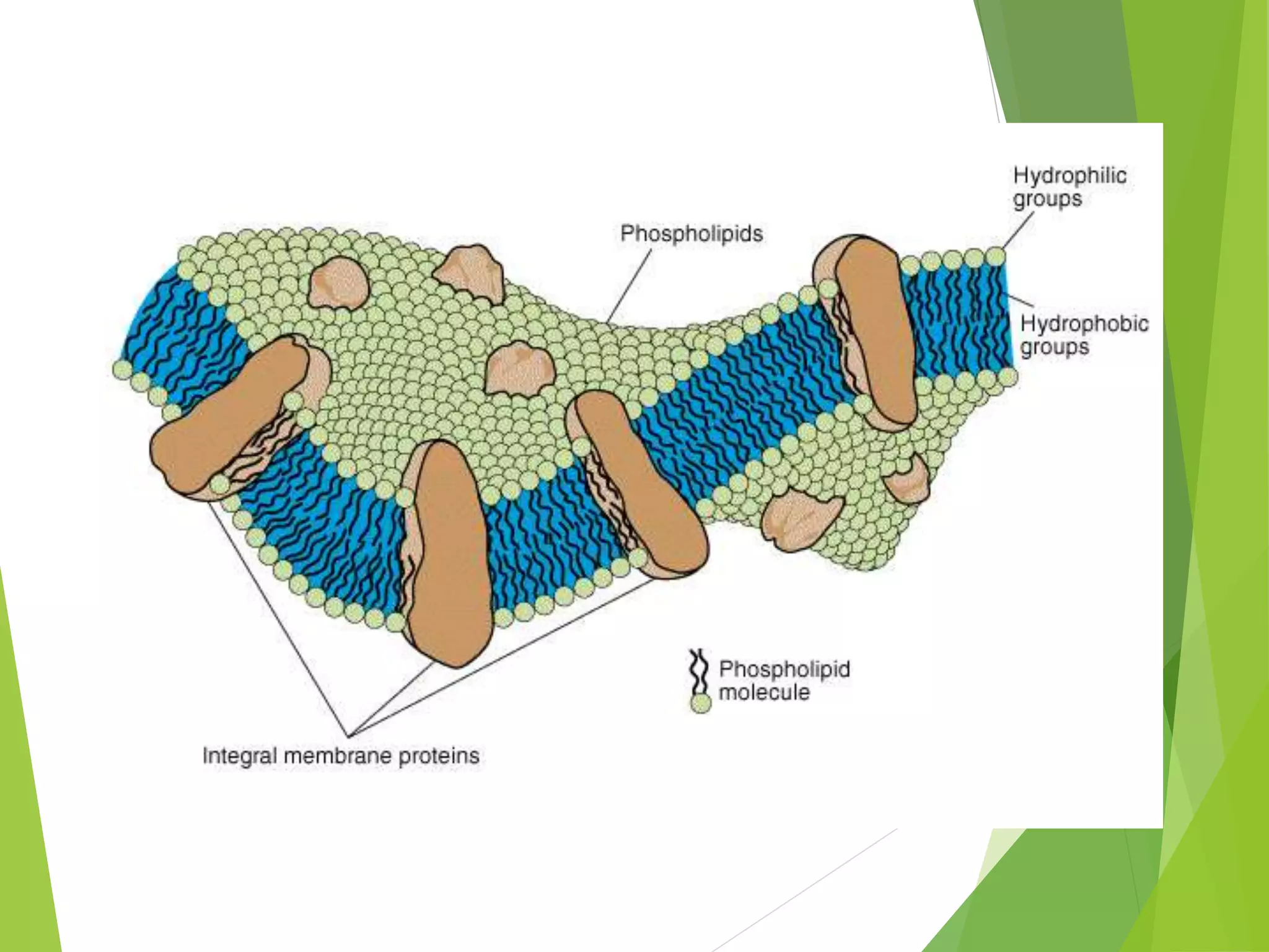 structure of bacteria PPT N.pptx