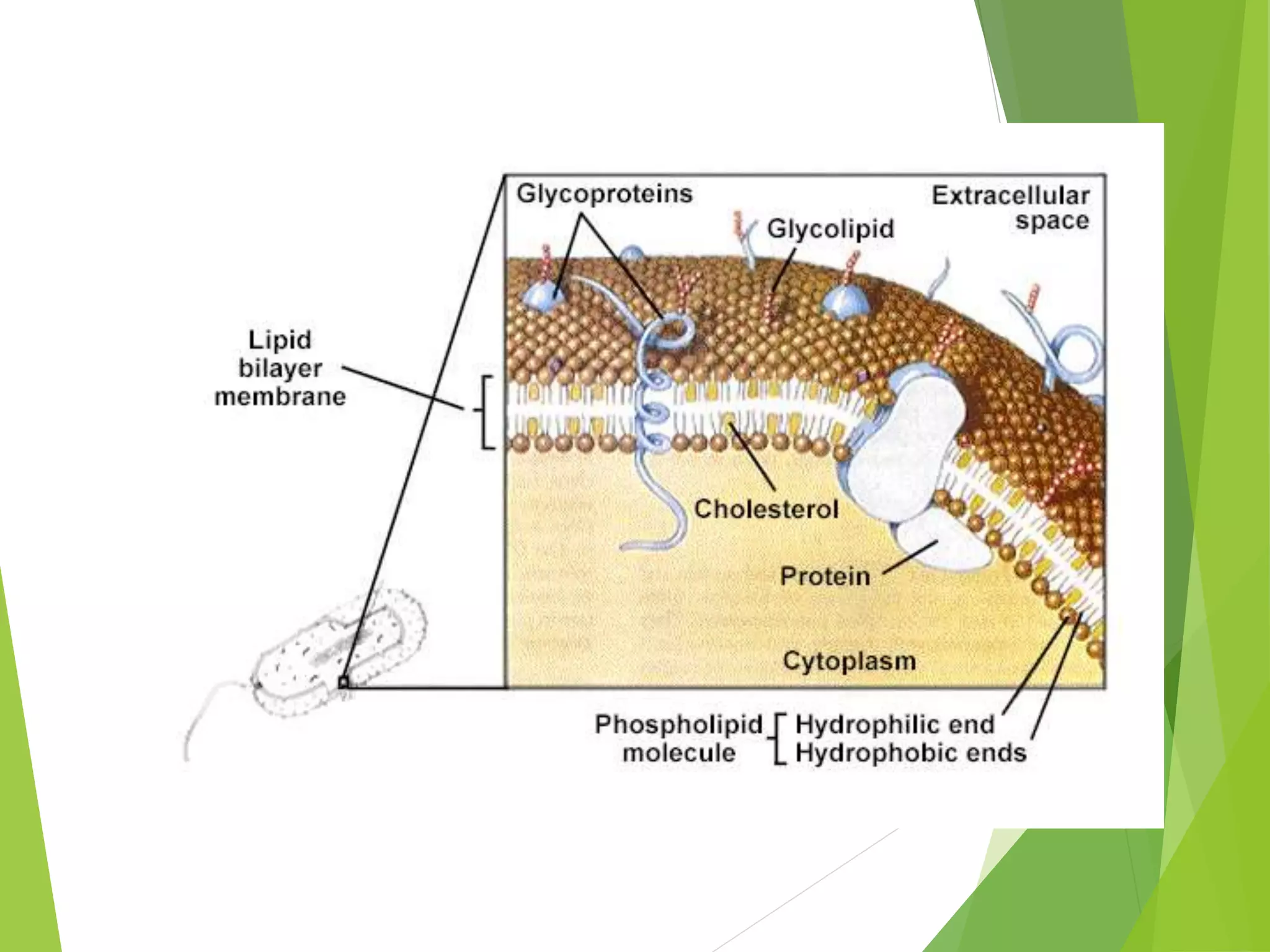structure of bacteria PPT N.pptx