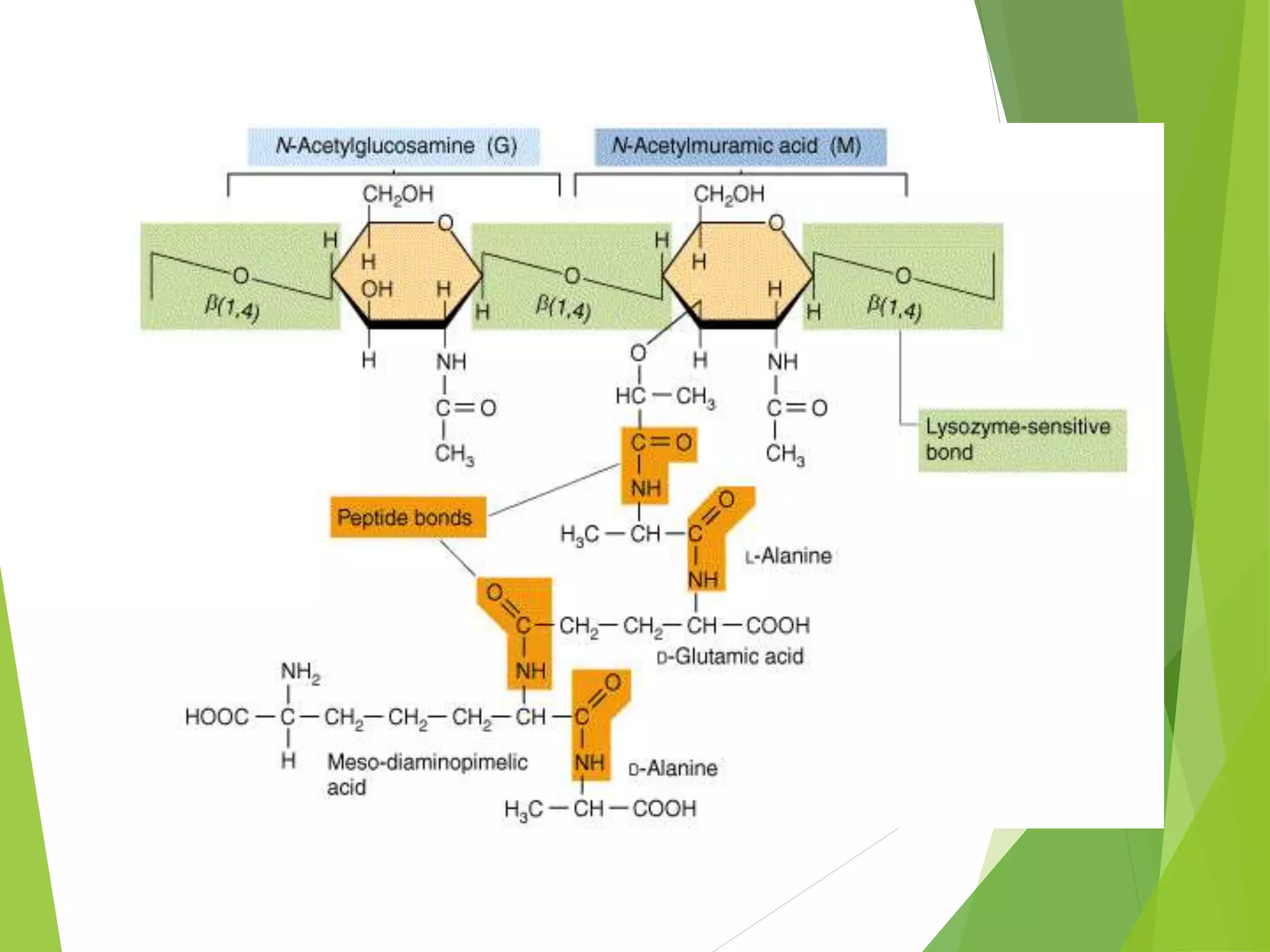 structure of bacteria PPT N.pptx