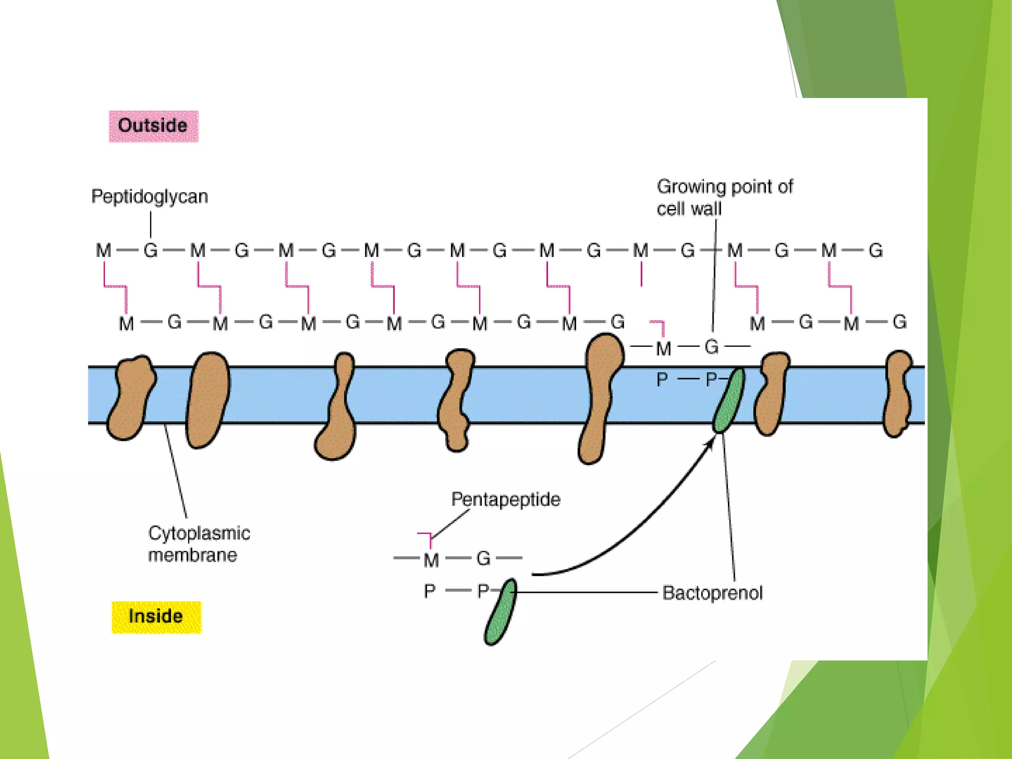 structure of bacteria PPT N.pptx