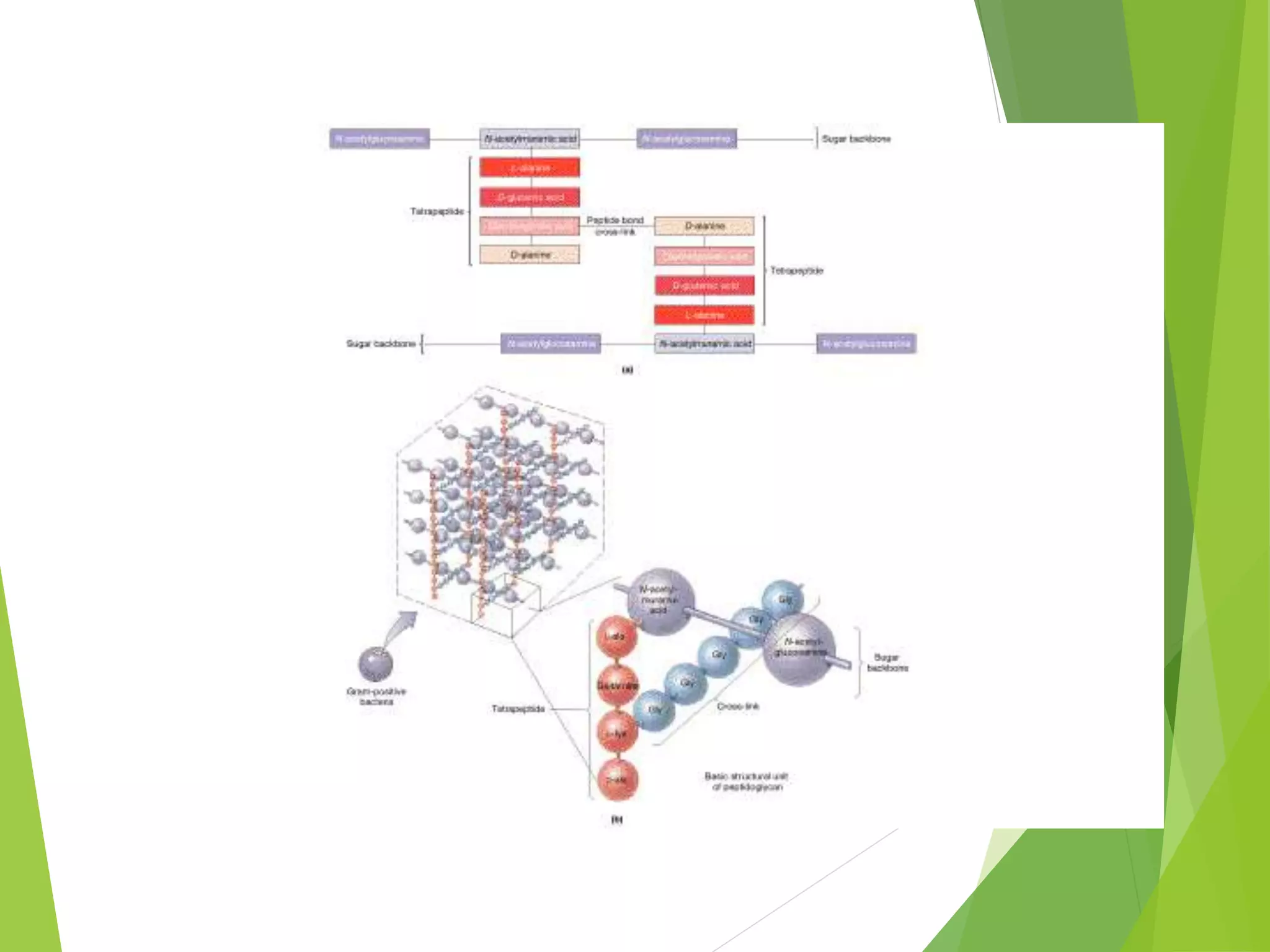 structure of bacteria PPT N.pptx