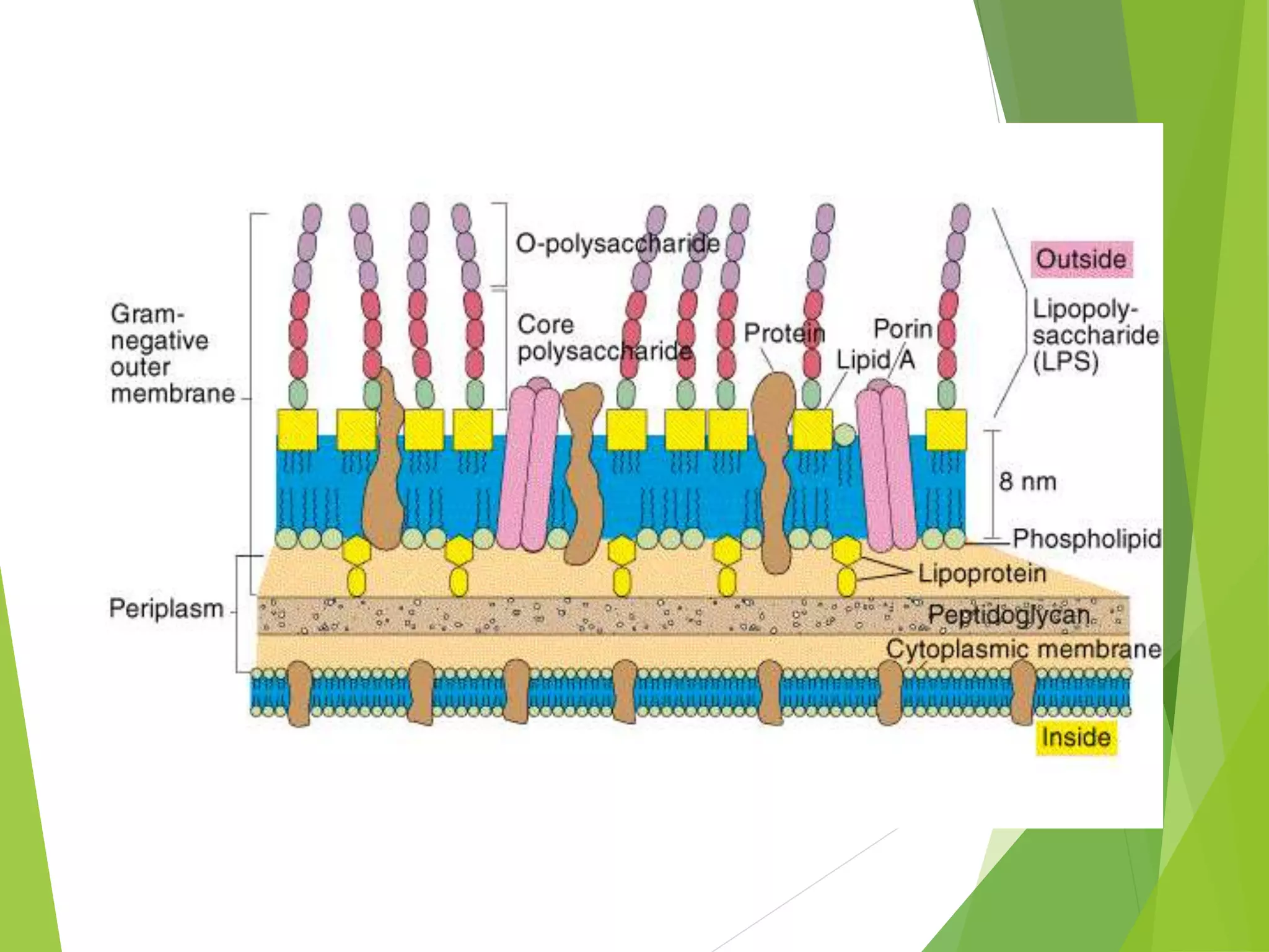 structure of bacteria PPT N.pptx