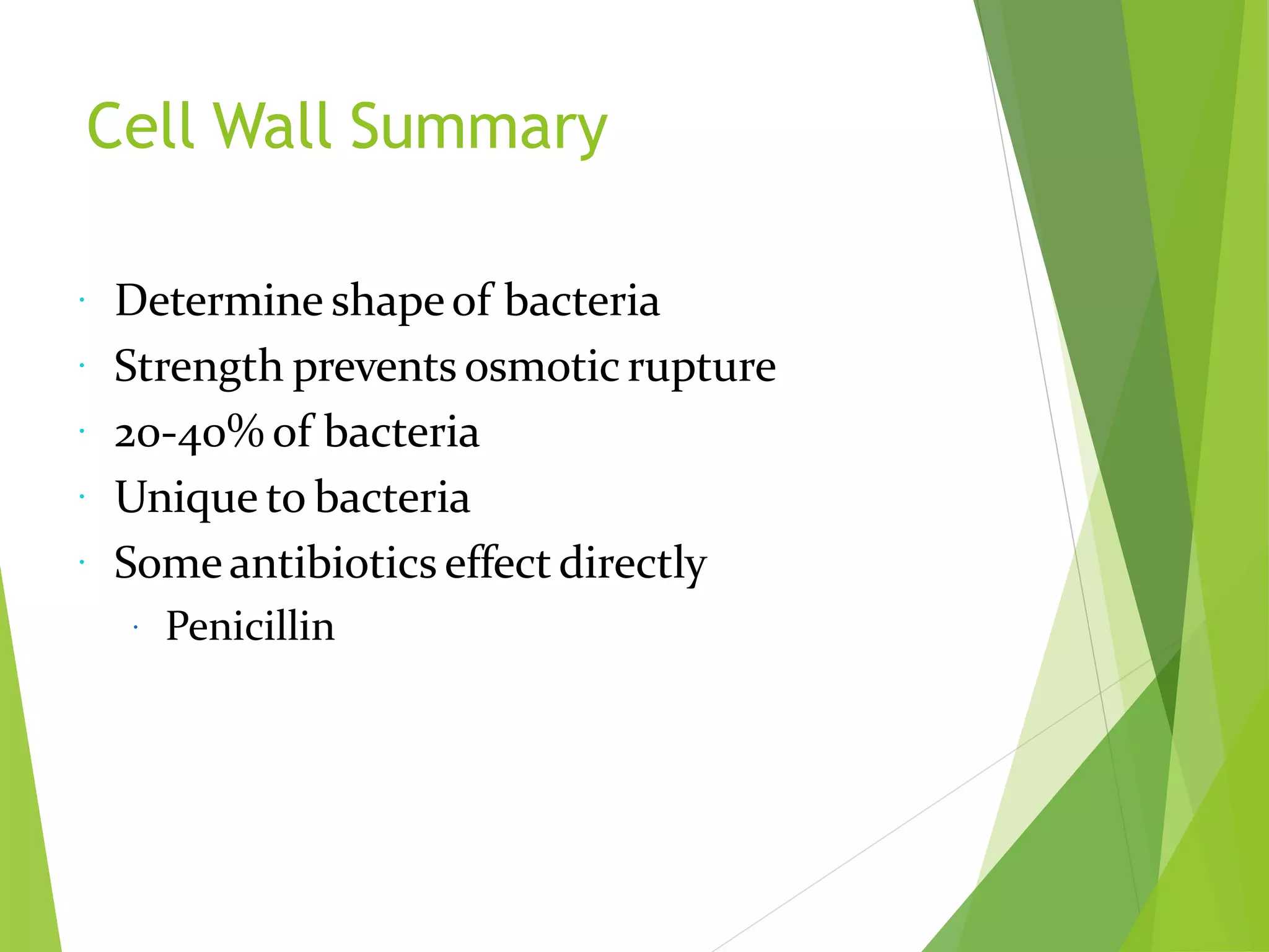 structure of bacteria PPT N.pptx