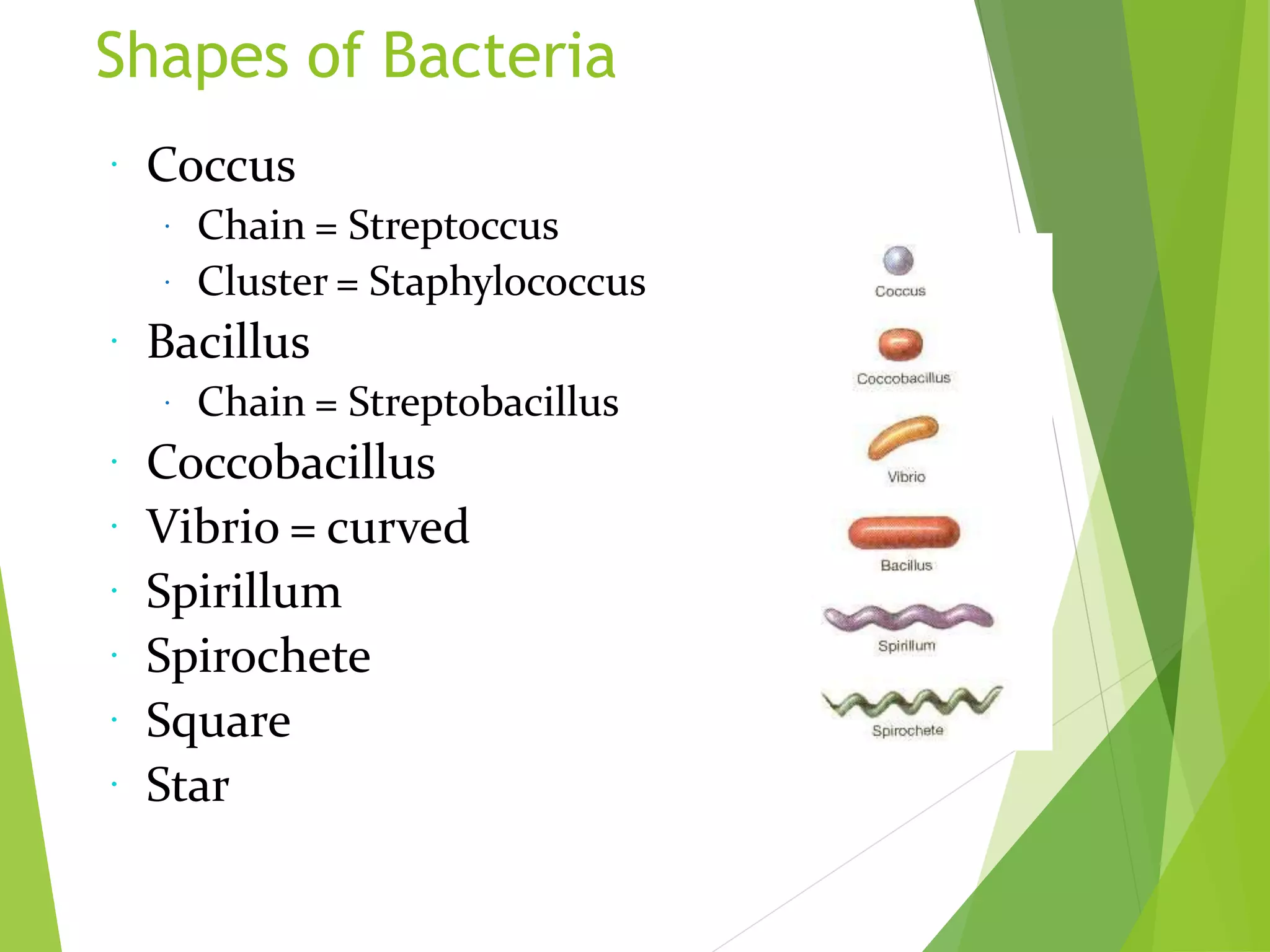 structure of bacteria PPT N.pptx