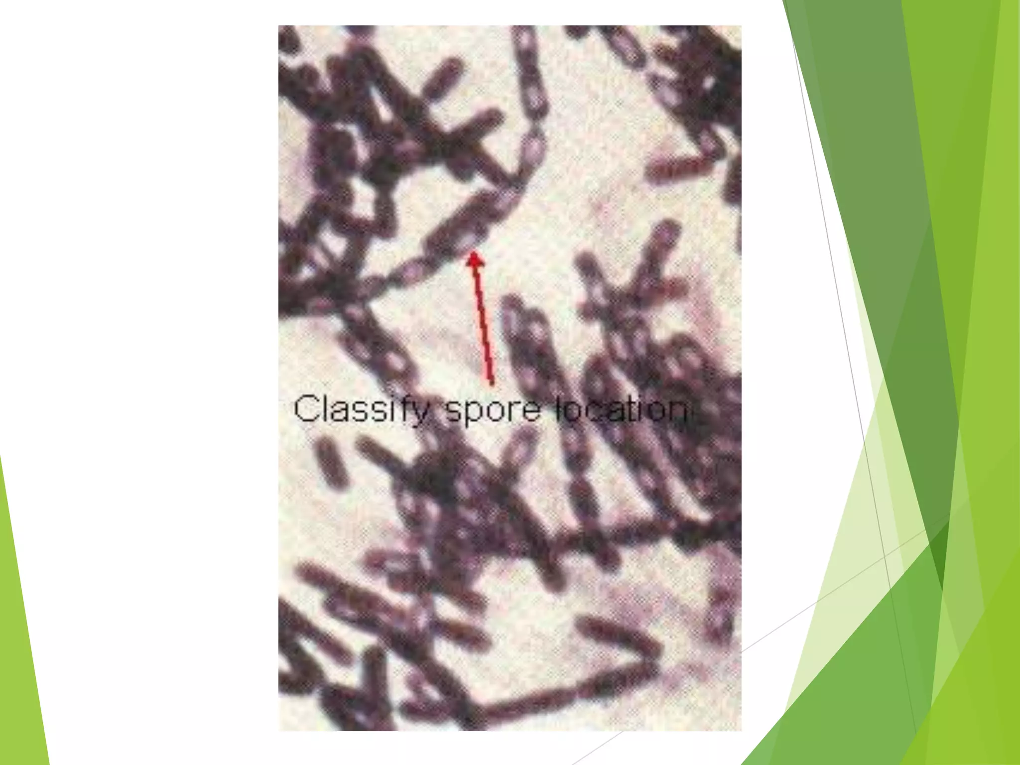 structure of bacteria PPT N.pptx