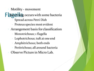 structure of bacteria PPT N.pptx