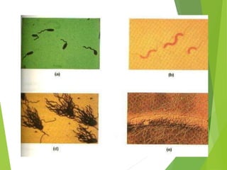 structure of bacteria PPT N.pptx